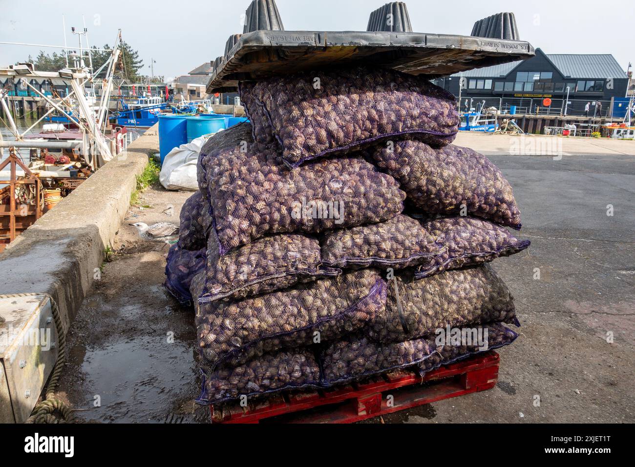 Prepared,Shellfish,ready for transport to,London,Whitstable harbour ...
