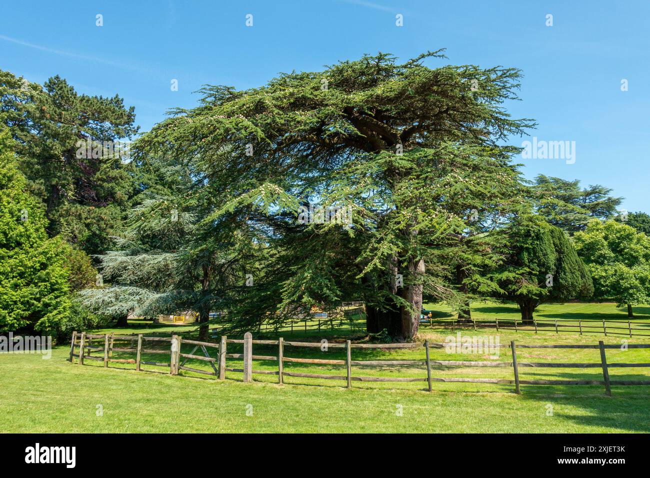 Cedar of Lebanon,Tree,Kearsney Abbey,Gardens,Dover,Kent,England Stock ...