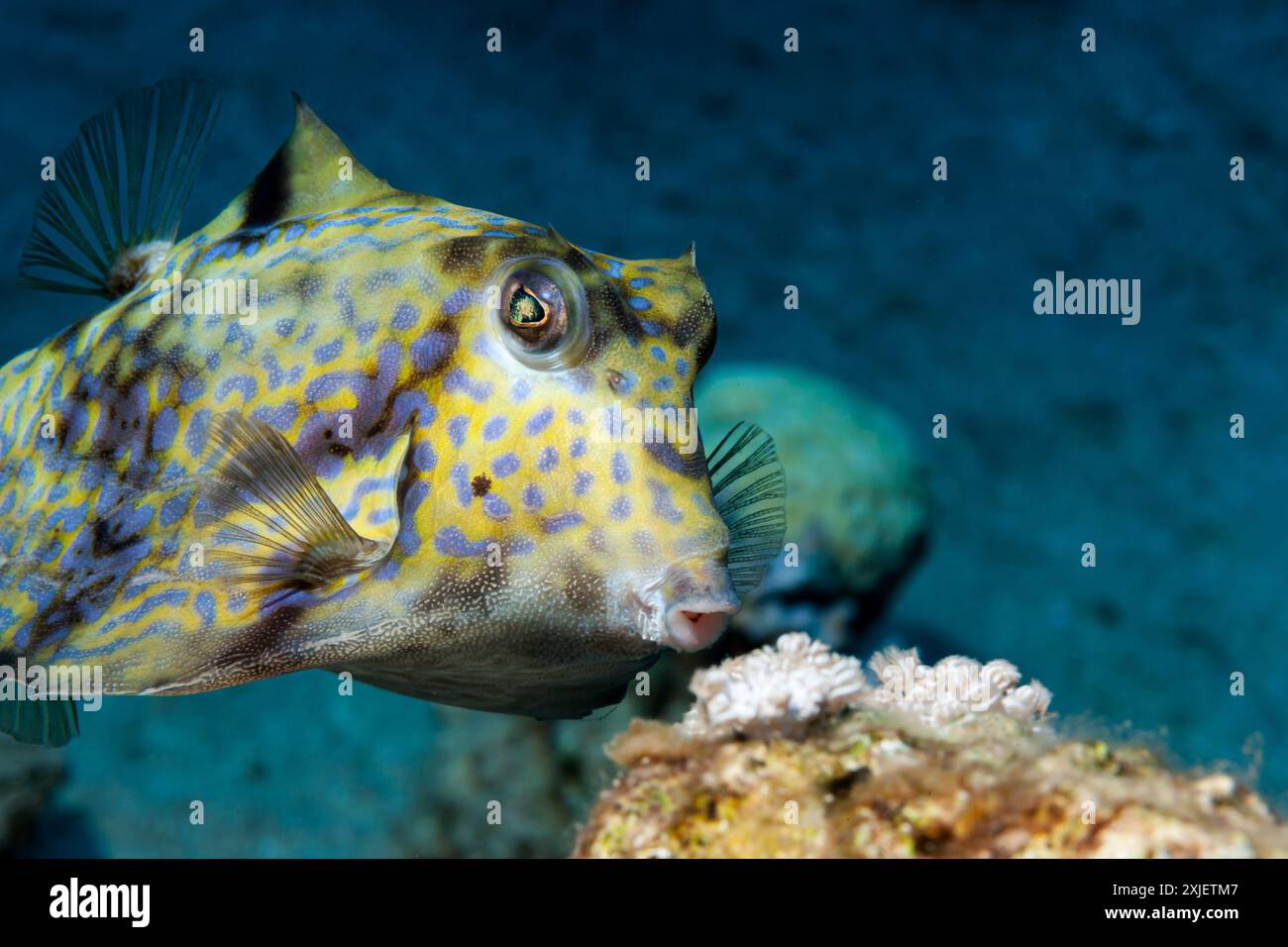 Egypt, Taba, Triangular boxfish (Tetrosomus concatenatus Stock Photo - Alamy