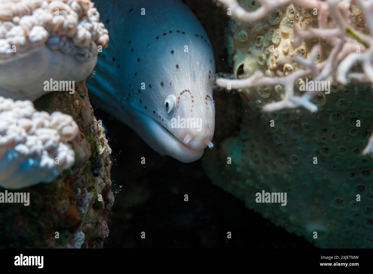 Egypt, Taba, Geometric Moray Eel (Siderea grisea, Gymnothorax griseus ...