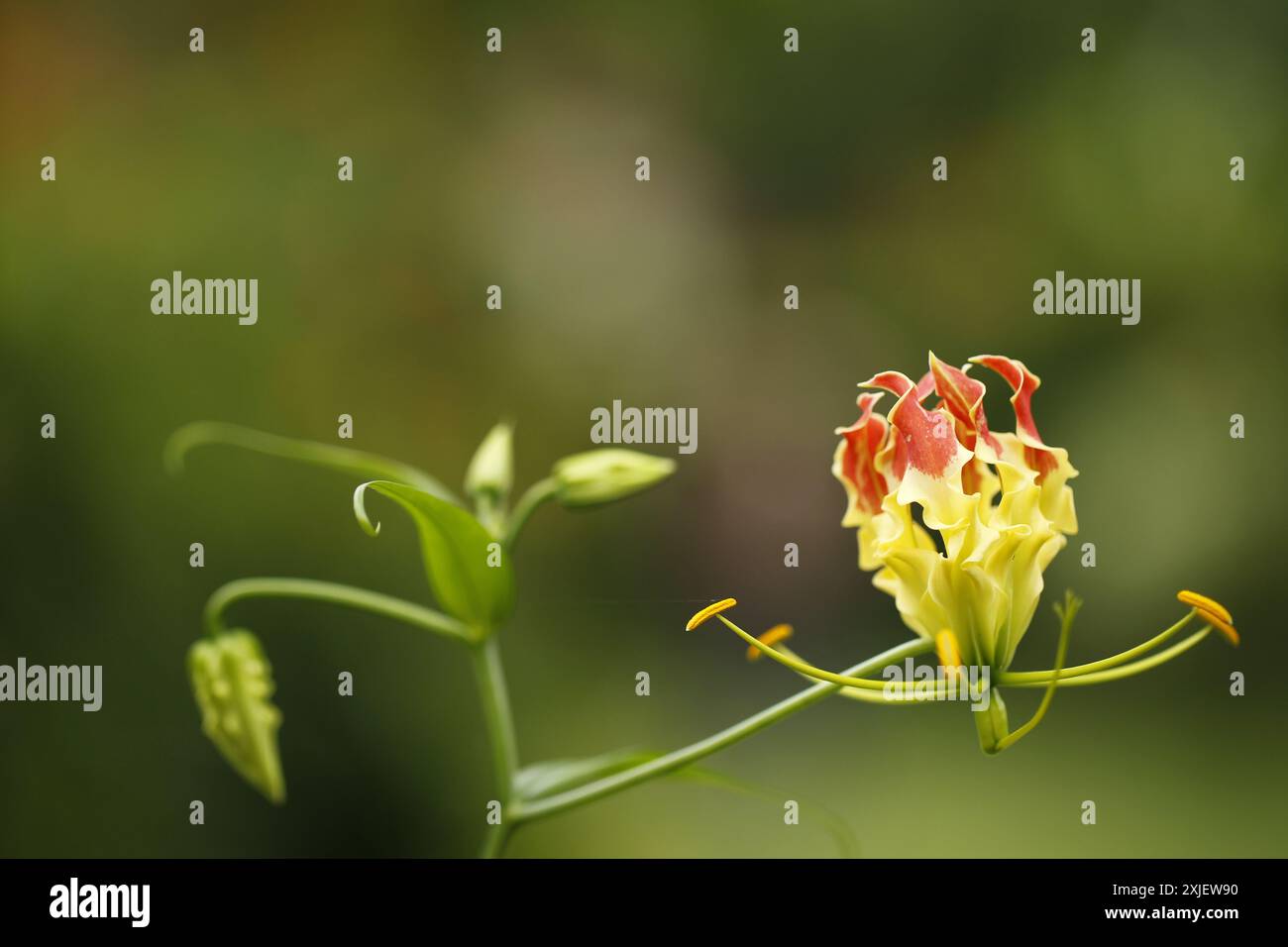 This herbaceous perennial grows from a fleshy rhizome. It is scandent ...