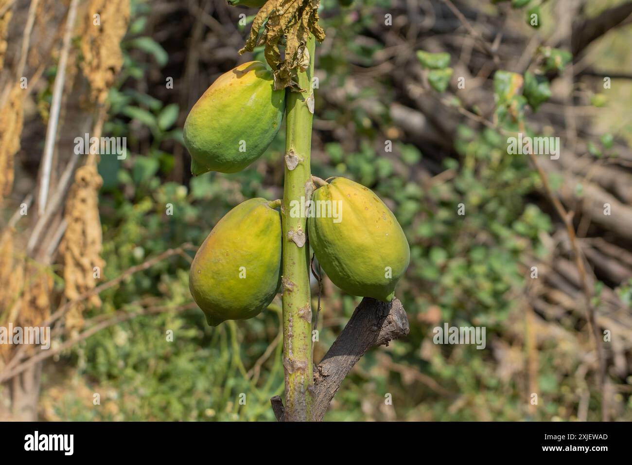 Three unripe papayas growing on a papaya tree in a natural outdoor ...