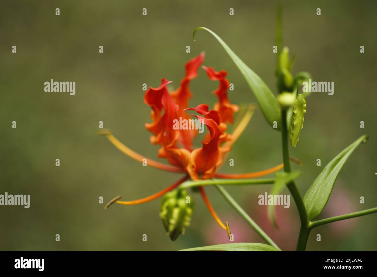 This herbaceous perennial grows from a fleshy rhizome. It is scandent ...
