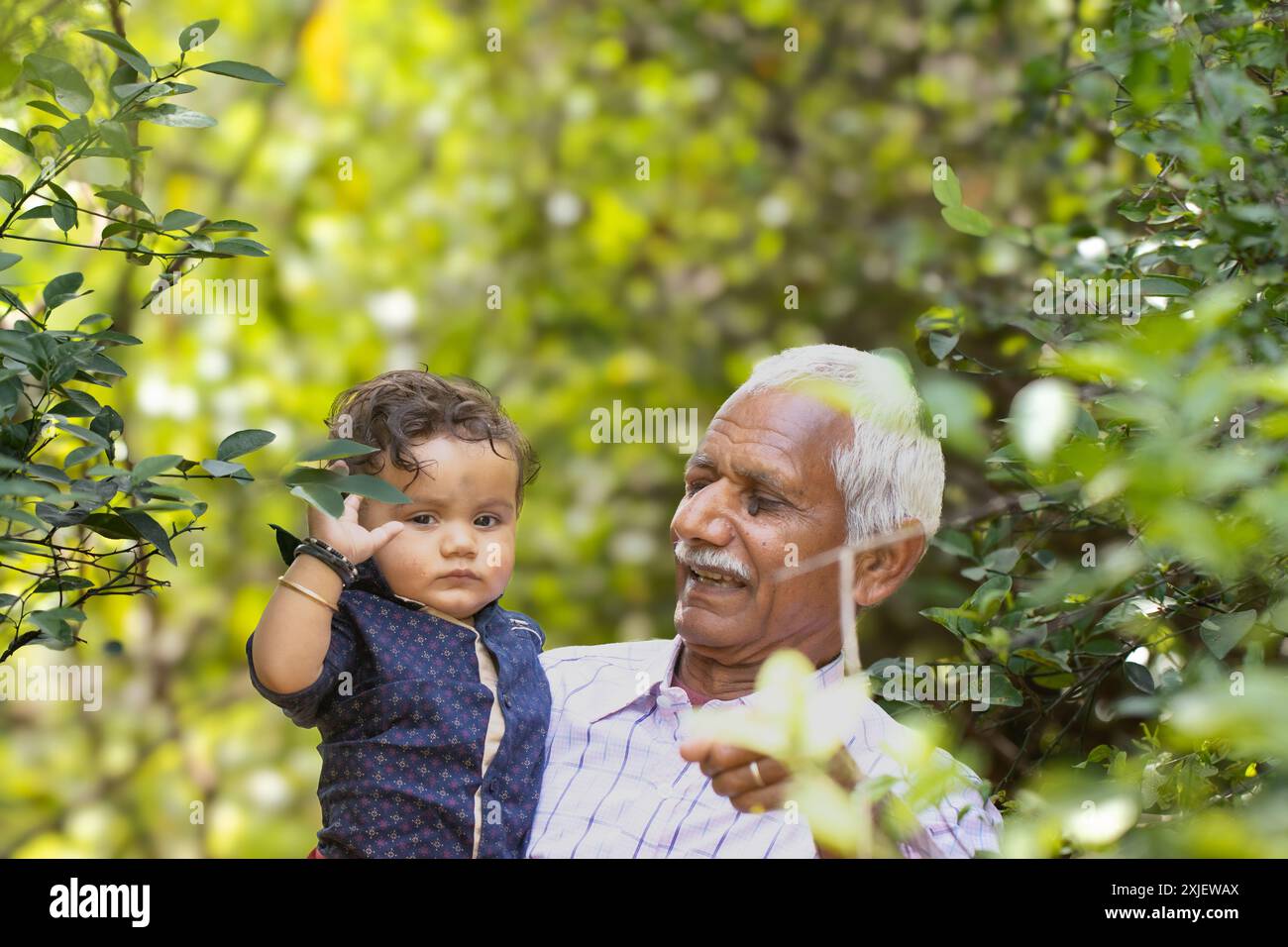 Elderly man holding his young indian grandchild outdoors in a lush ...