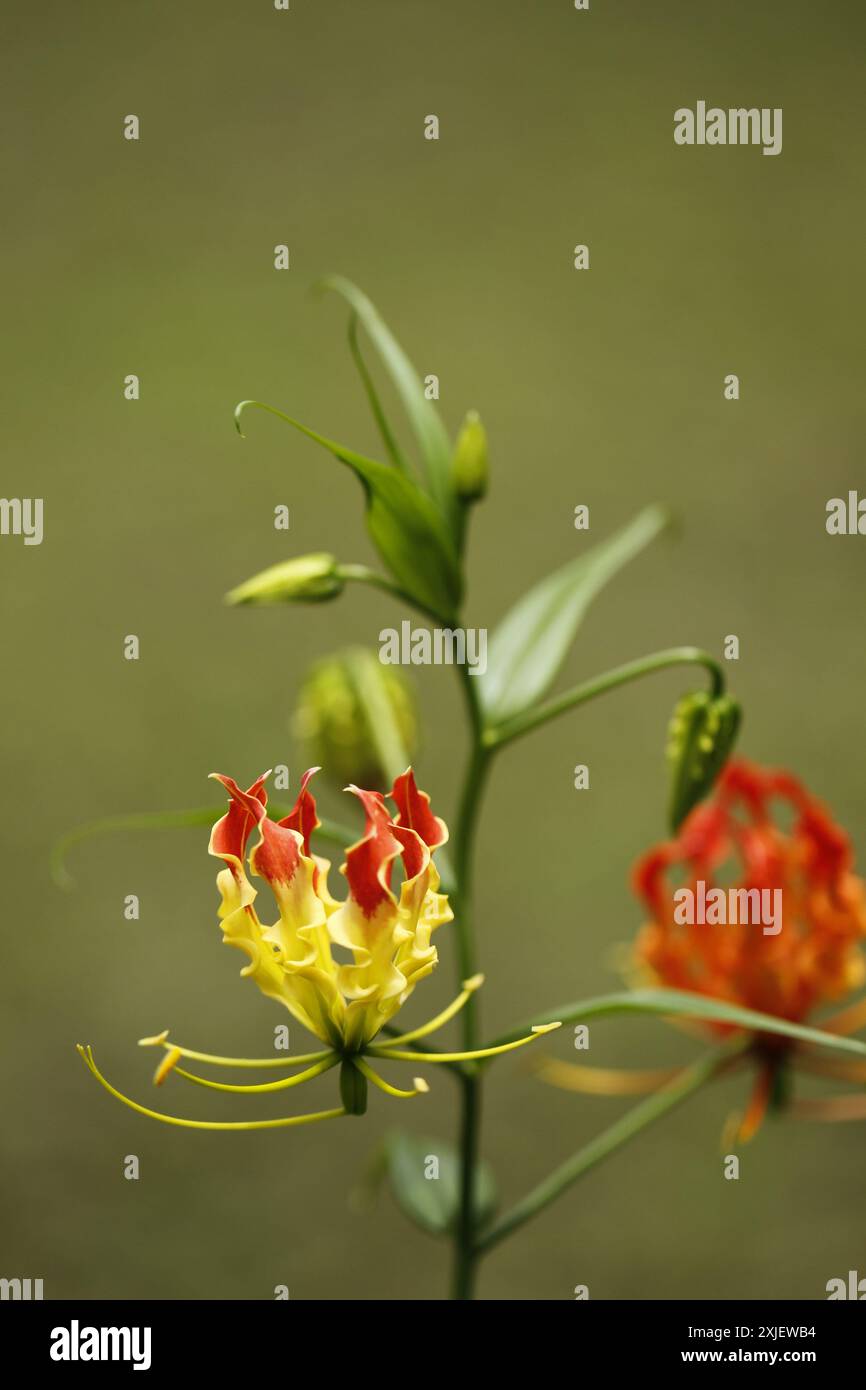 This herbaceous perennial grows from a fleshy rhizome. It is scandent ...