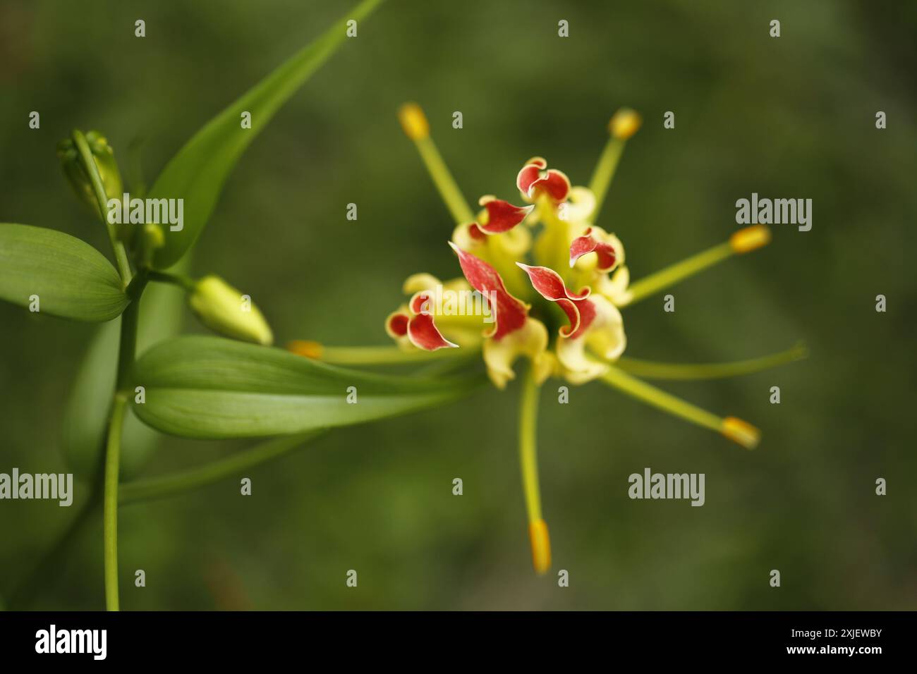 This herbaceous perennial grows from a fleshy rhizome. It is scandent ...