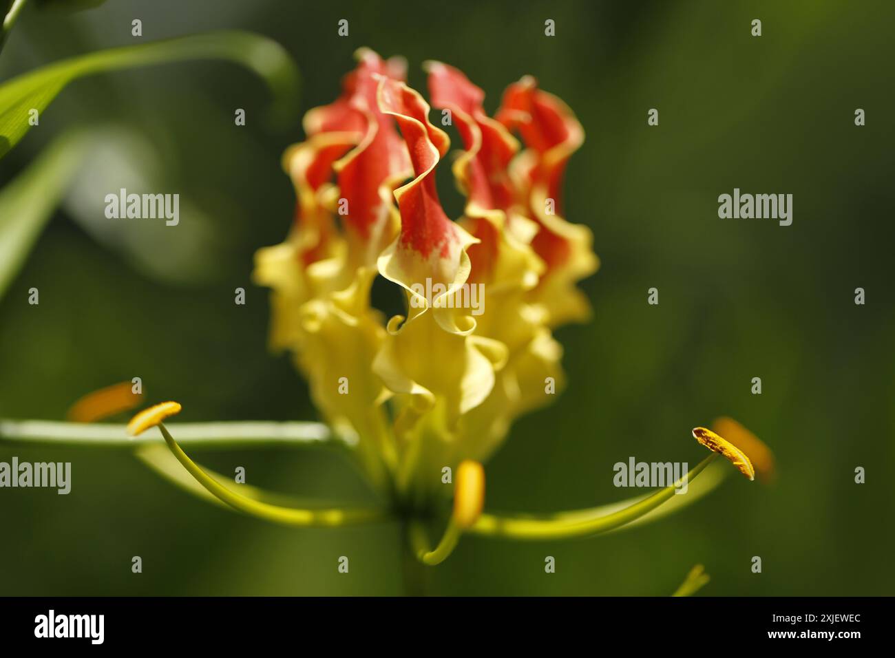 This herbaceous perennial grows from a fleshy rhizome. It is scandent ...