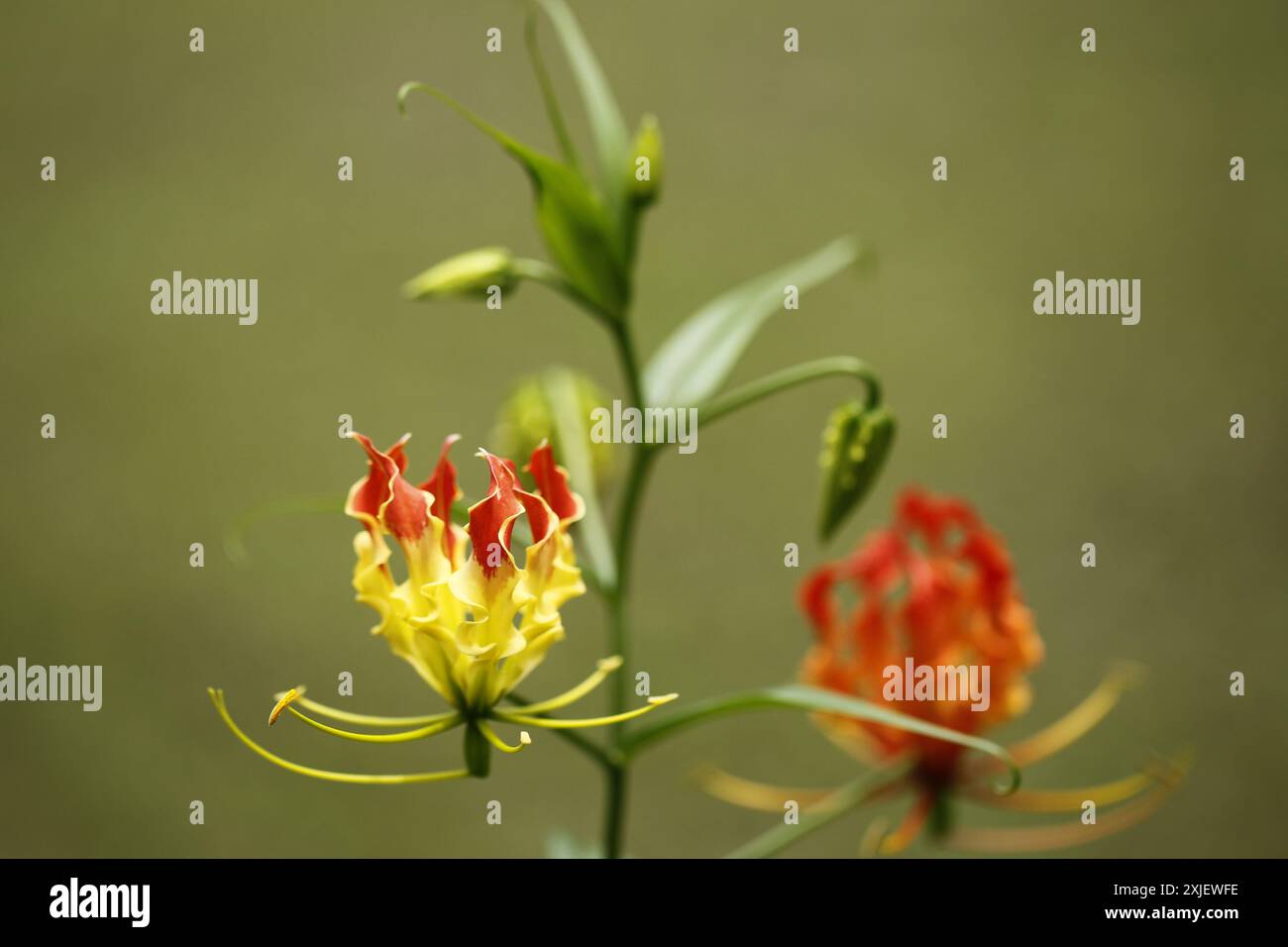 This herbaceous perennial grows from a fleshy rhizome. It is scandent ...