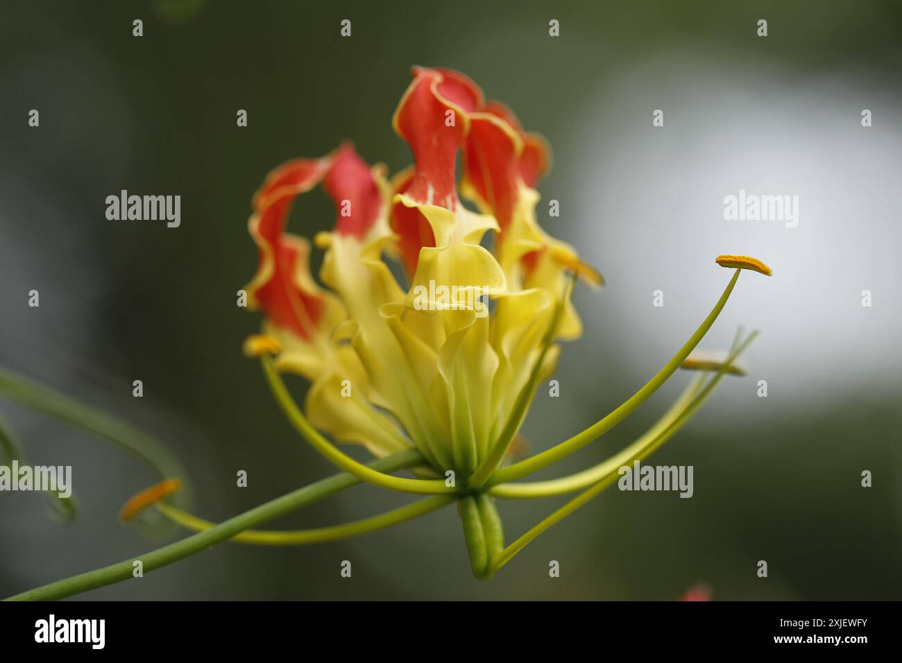 This herbaceous perennial grows from a fleshy rhizome. It is scandent ...