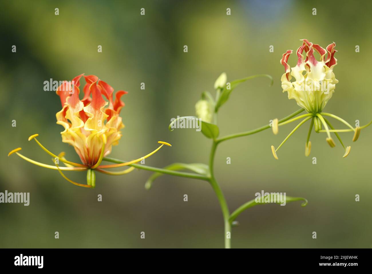 This herbaceous perennial grows from a fleshy rhizome. It is scandent ...