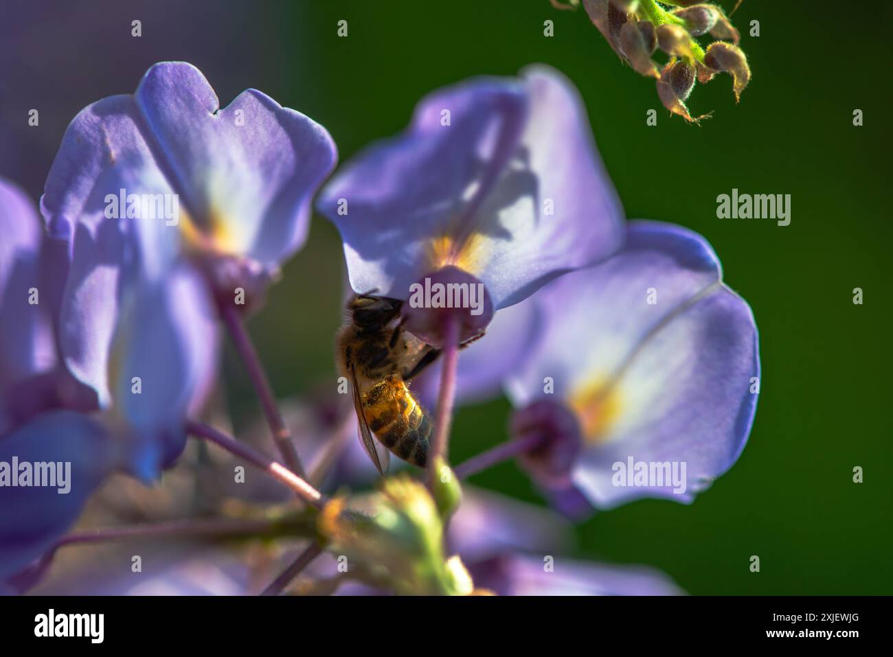 A detailed macro photo capturing a bee taking nectar from a vibrant ...