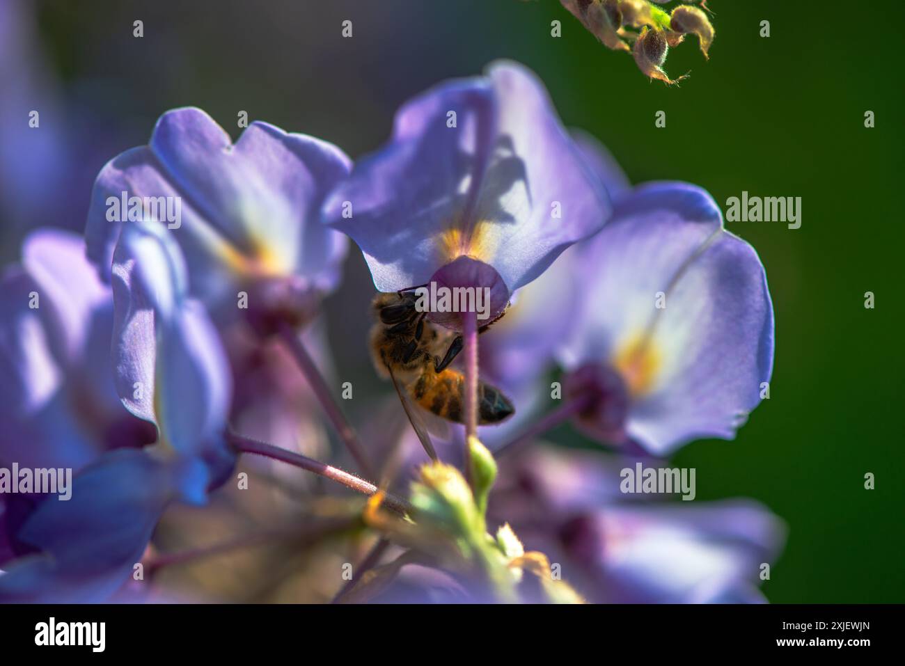 A detailed macro photo capturing a bee taking nectar from a vibrant ...
