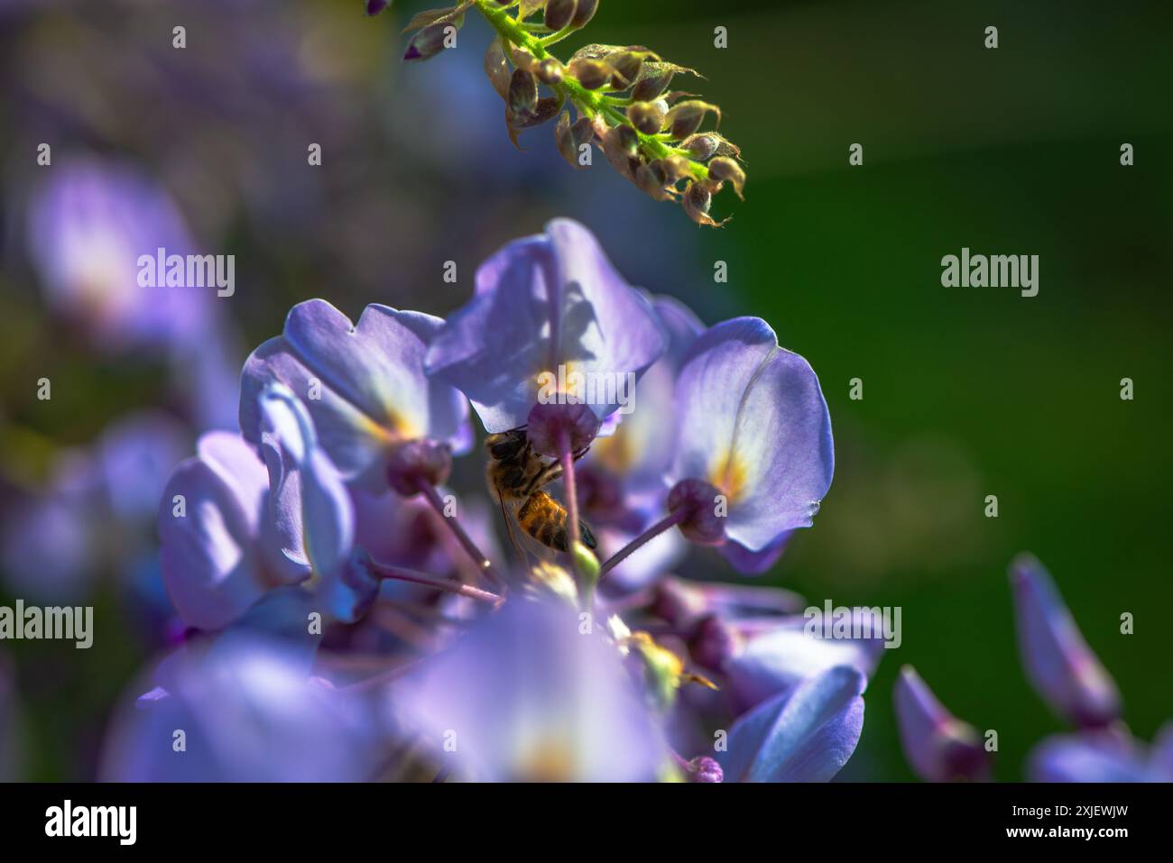 A detailed macro photo capturing a bee taking nectar from a vibrant ...