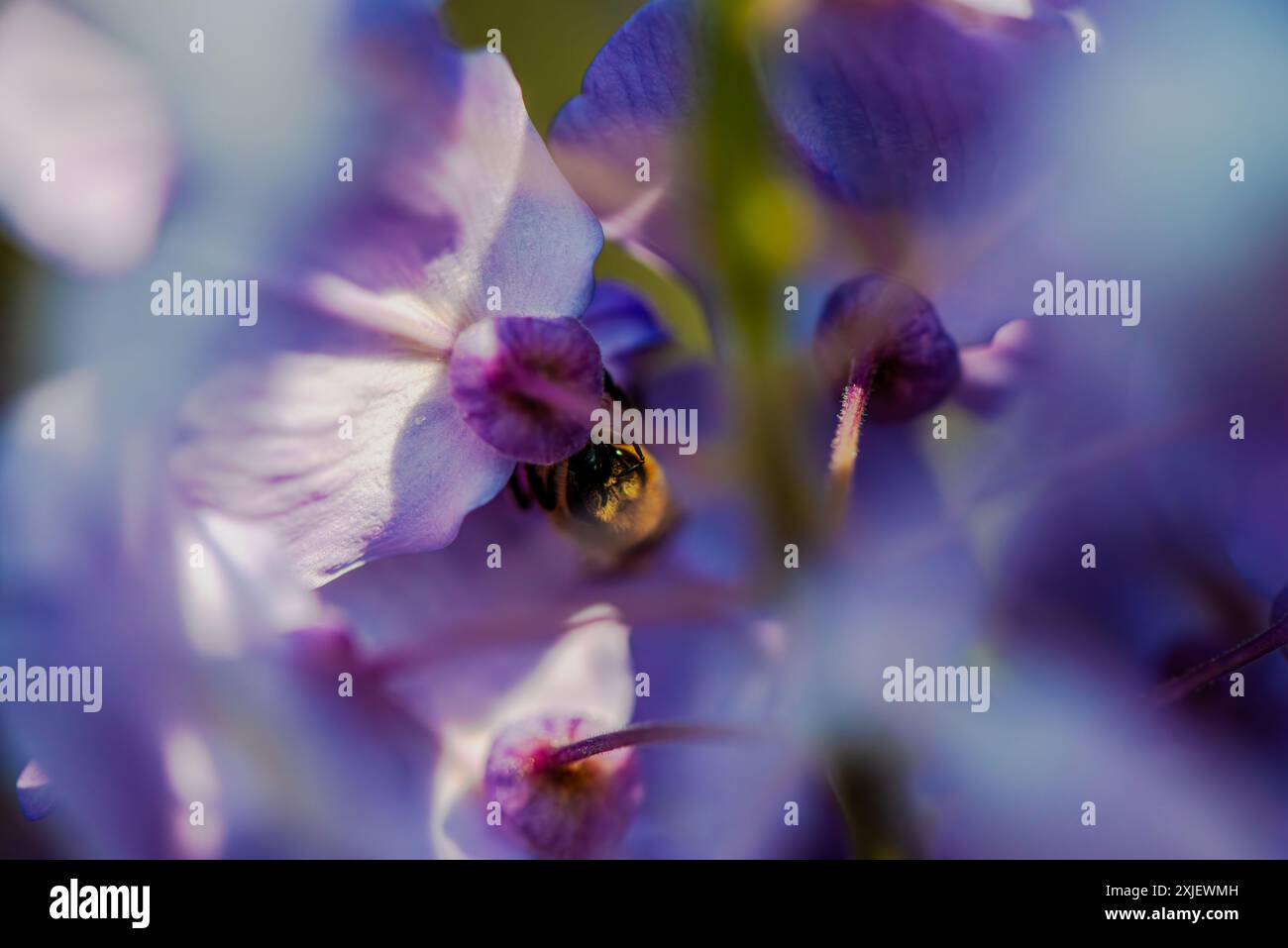 A detailed macro photo capturing a bee taking nectar from a vibrant ...