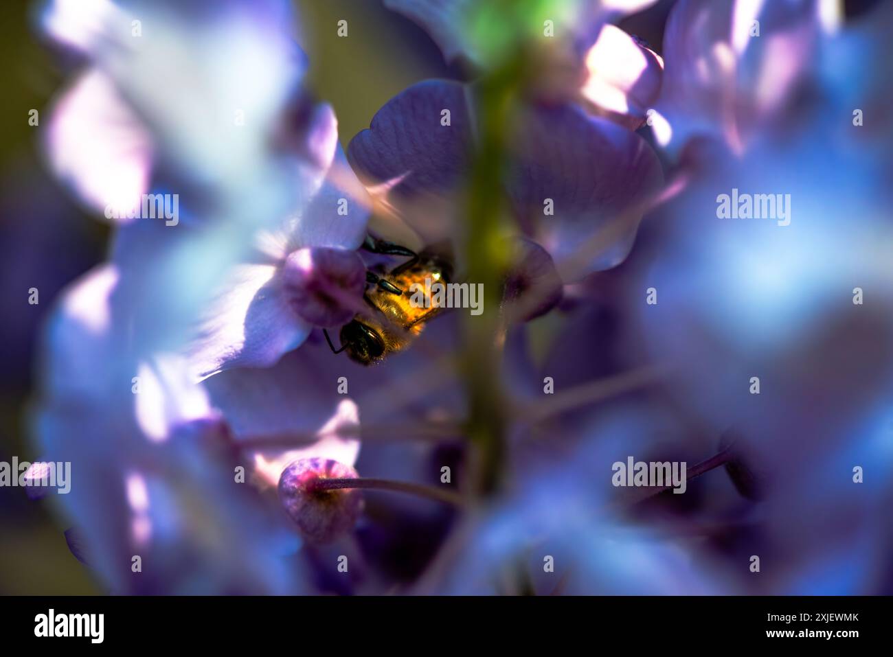 A detailed macro photo capturing a bee taking nectar from a vibrant ...