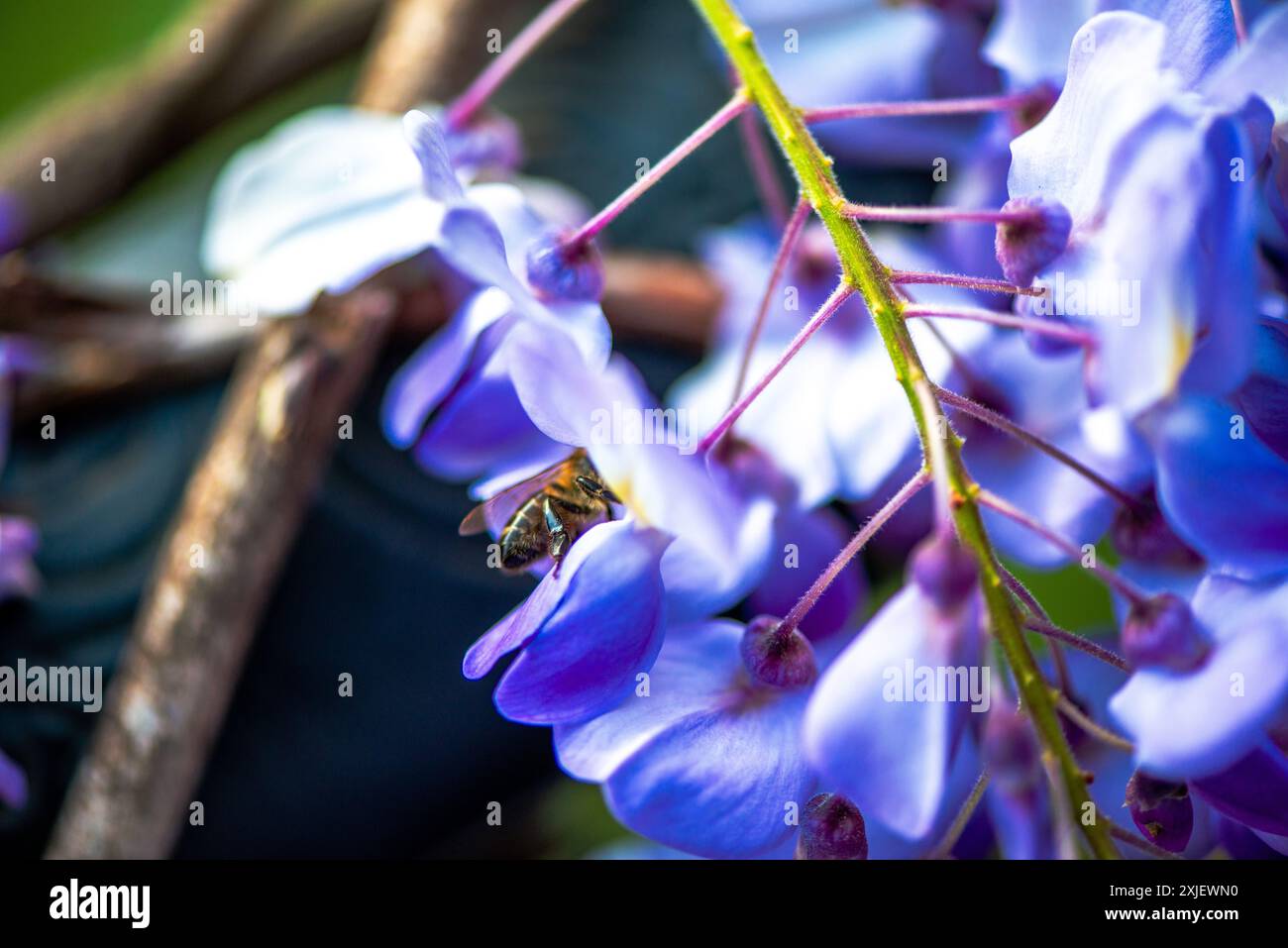 A macro photo capturing a bee inside vibrant Wisteria sinensis flowers ...