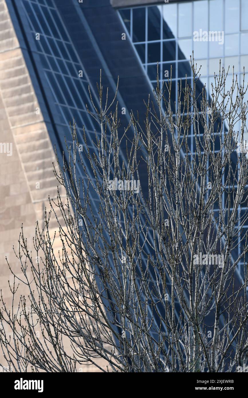 Tree branches with a modern commercial building in the background Stock ...