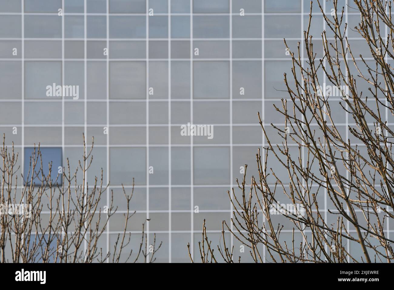 Tree branches with a modern glass commercial building in the background ...