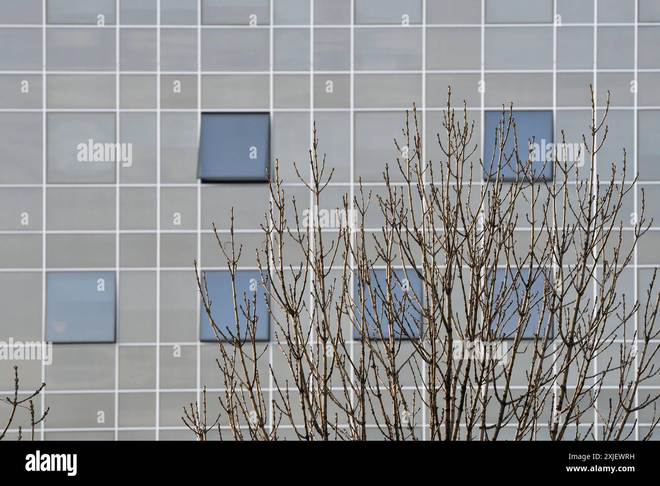 Tree branches with a modern glass commercial building in the background ...