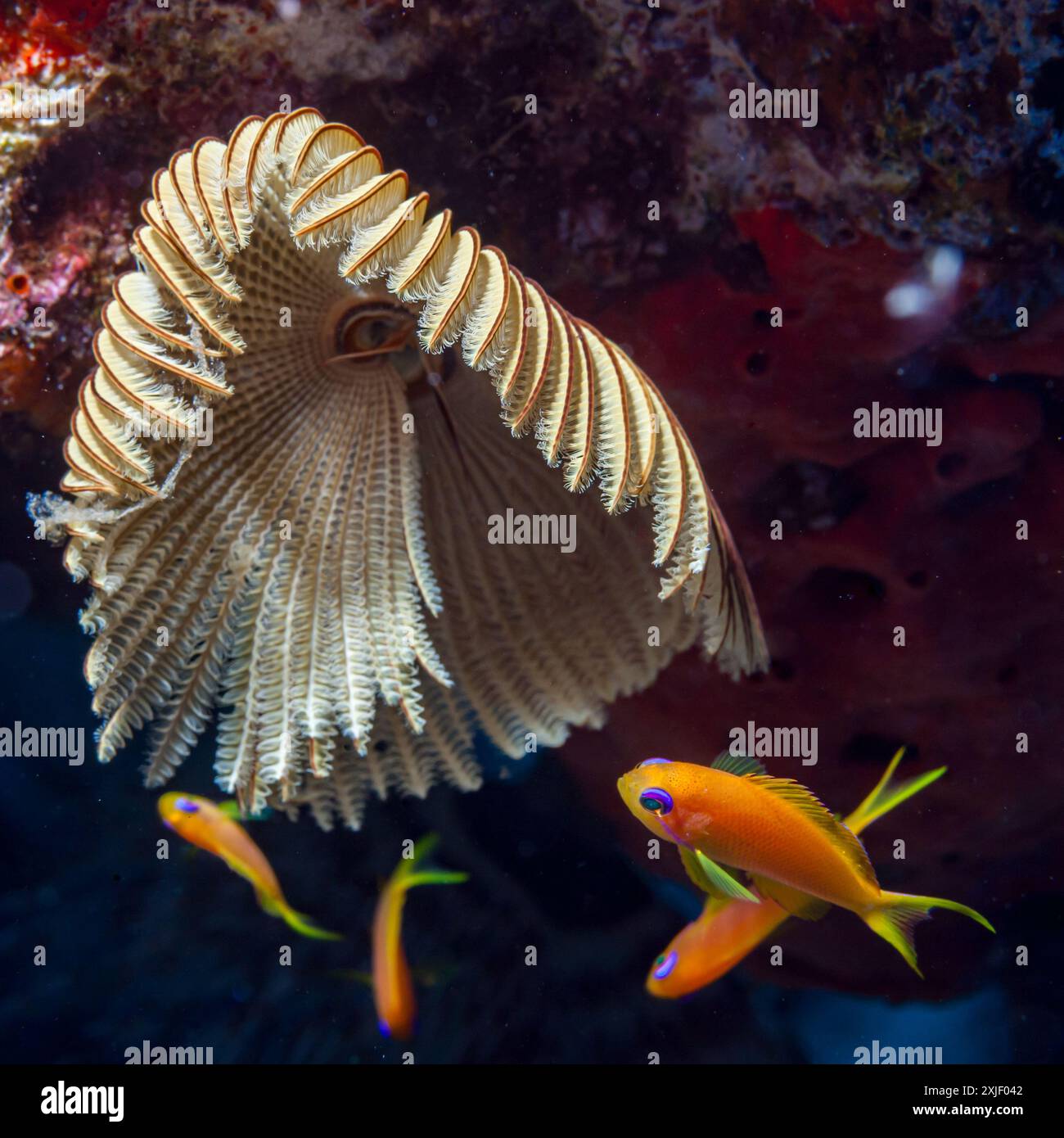 Egypt, Taba, Feather-duster Worms, Tube Worms, Fan Worms (Sabellidae ...