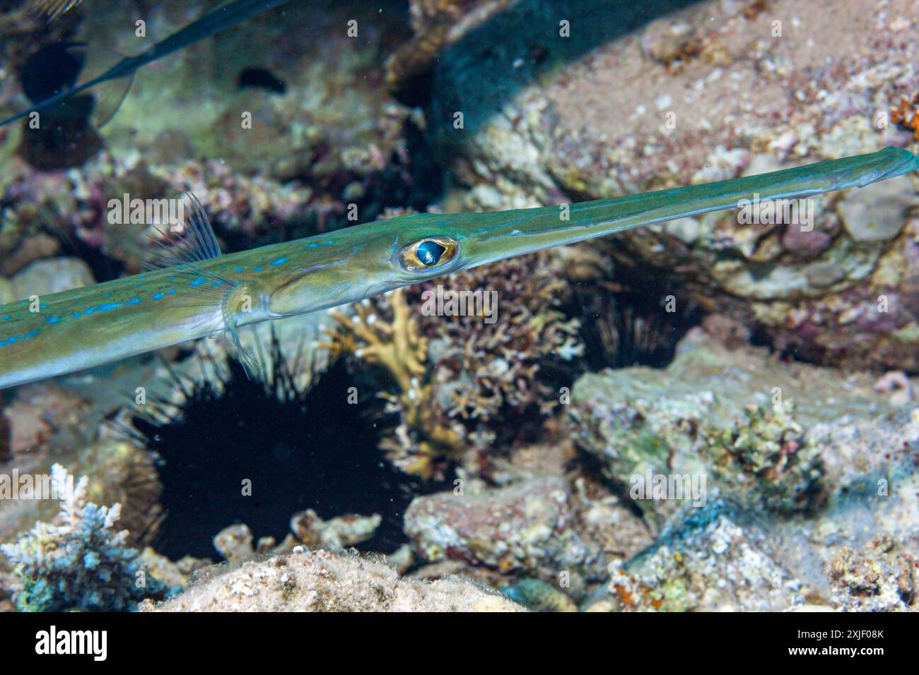 Egypt, Taba, Bluespotted cornetfish (Fistularia commersonii Stock Photo ...