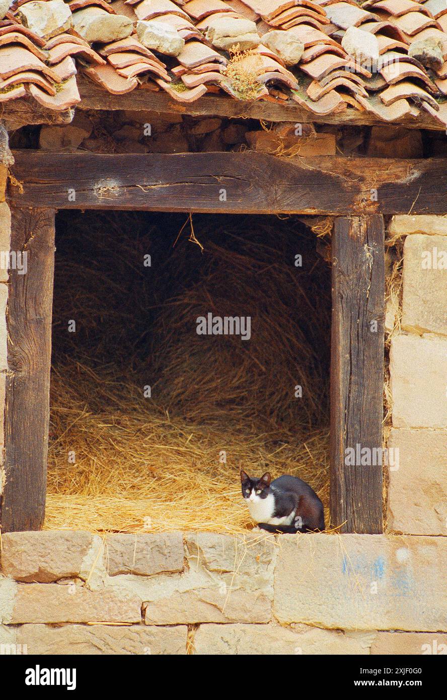Black and white cat in a granary Stock Photo - Alamy