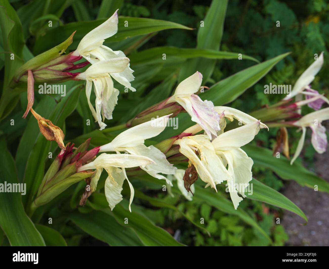 Cream blooms with variable purple streaks of the summer flowering hardy ...