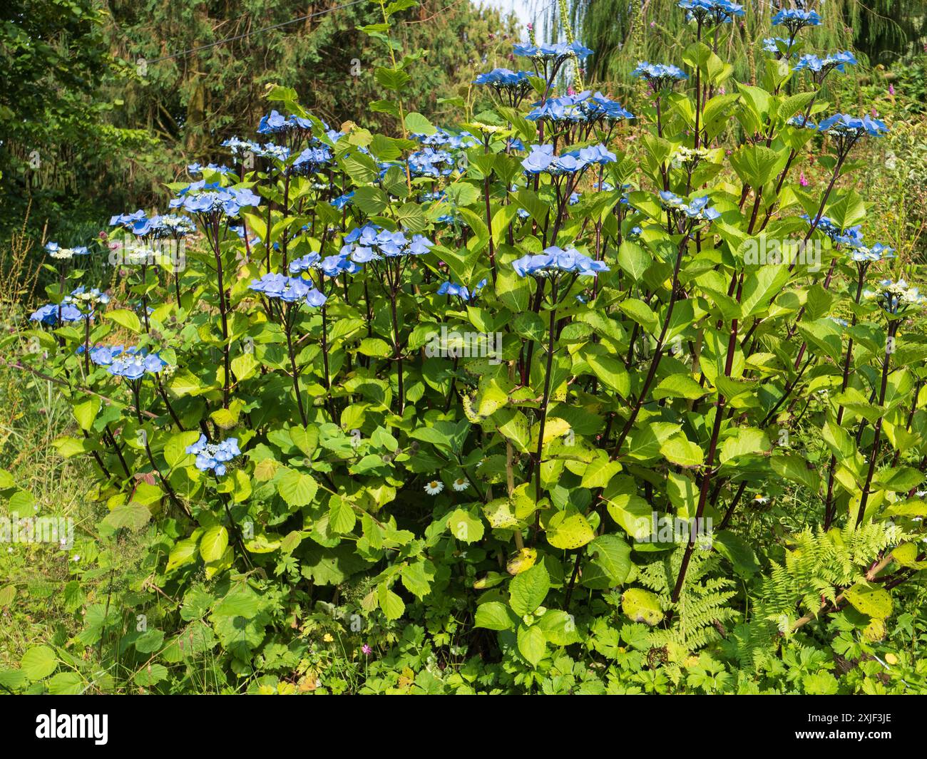 Blue lacecap flower heads atop black stems of the hardy deciduous shrub ...
