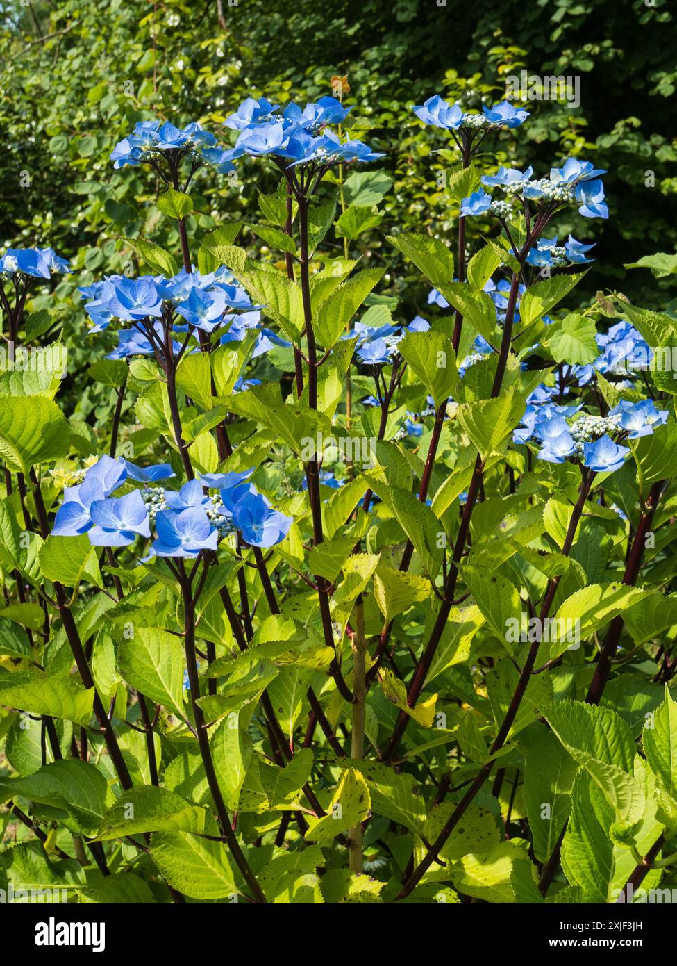 Zorro hi-res stock photography and images - Alamy