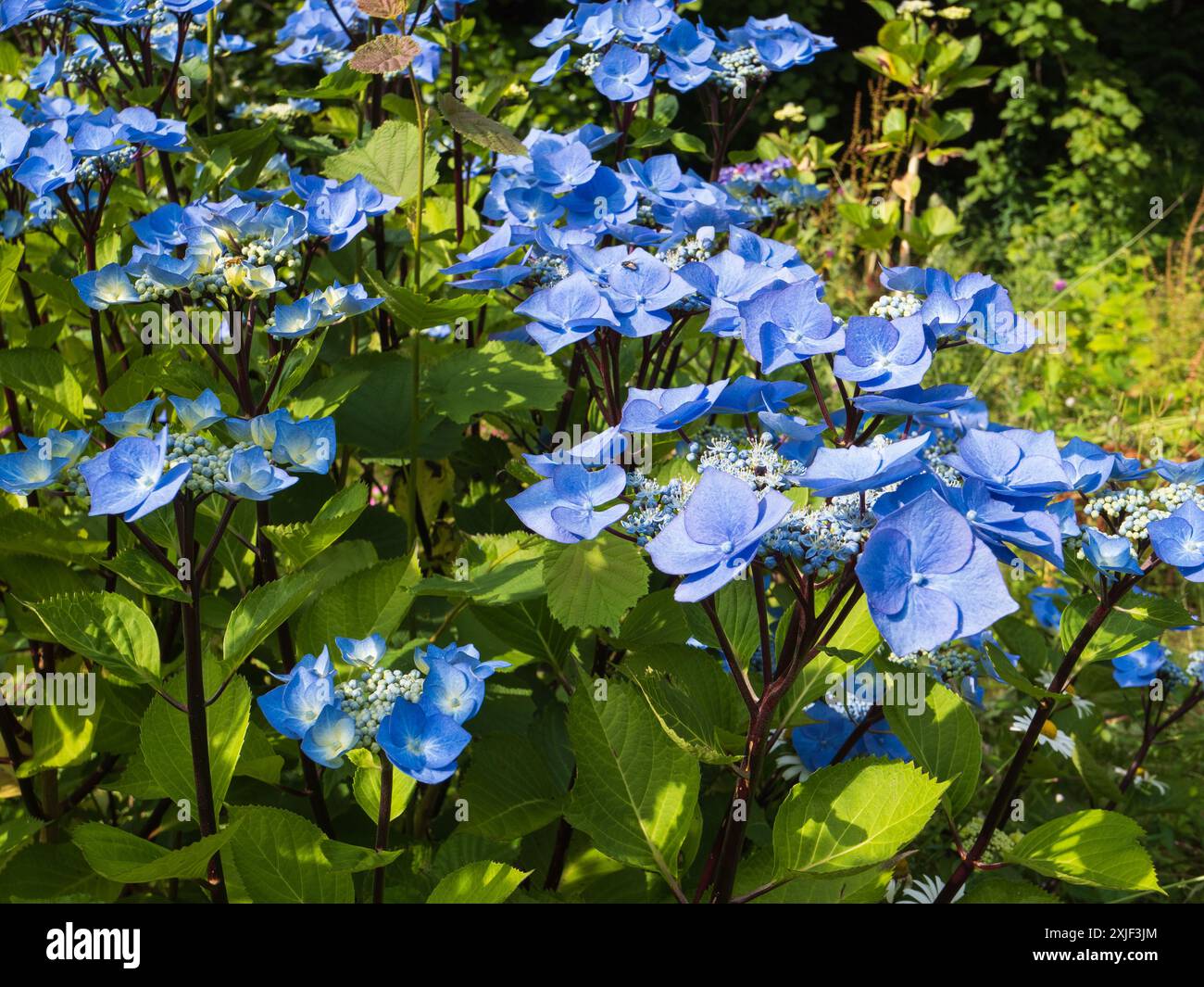 Blue lacecap flower heads atop black stems of the hardy deciduous shrub, Hydrangea macrophylla ...