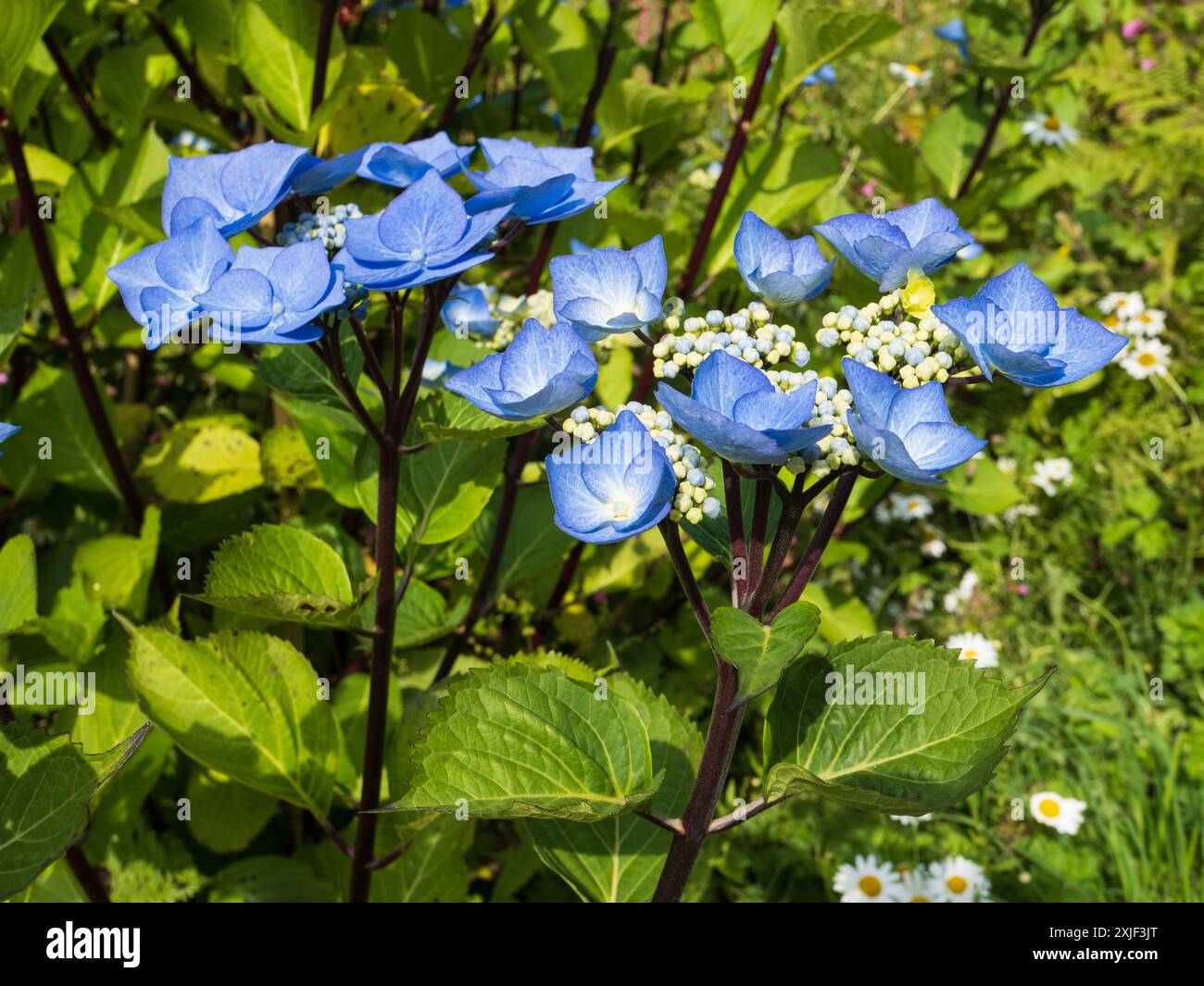 Blue lacecap flower heads atop black stems of the hardy deciduous shrub ...