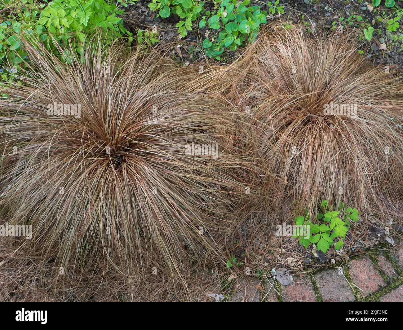 New zealand sedge bronze hi-res stock photography and images - Alamy