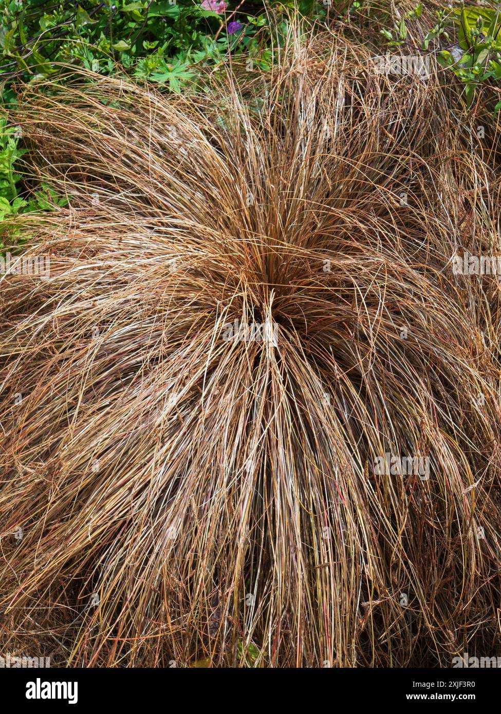 Perfection plant hi-res stock photography and images - Alamy