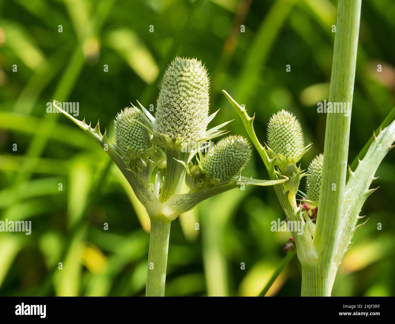 Spiky flower heads of the hardy perennial sea holly, Eryngium ...