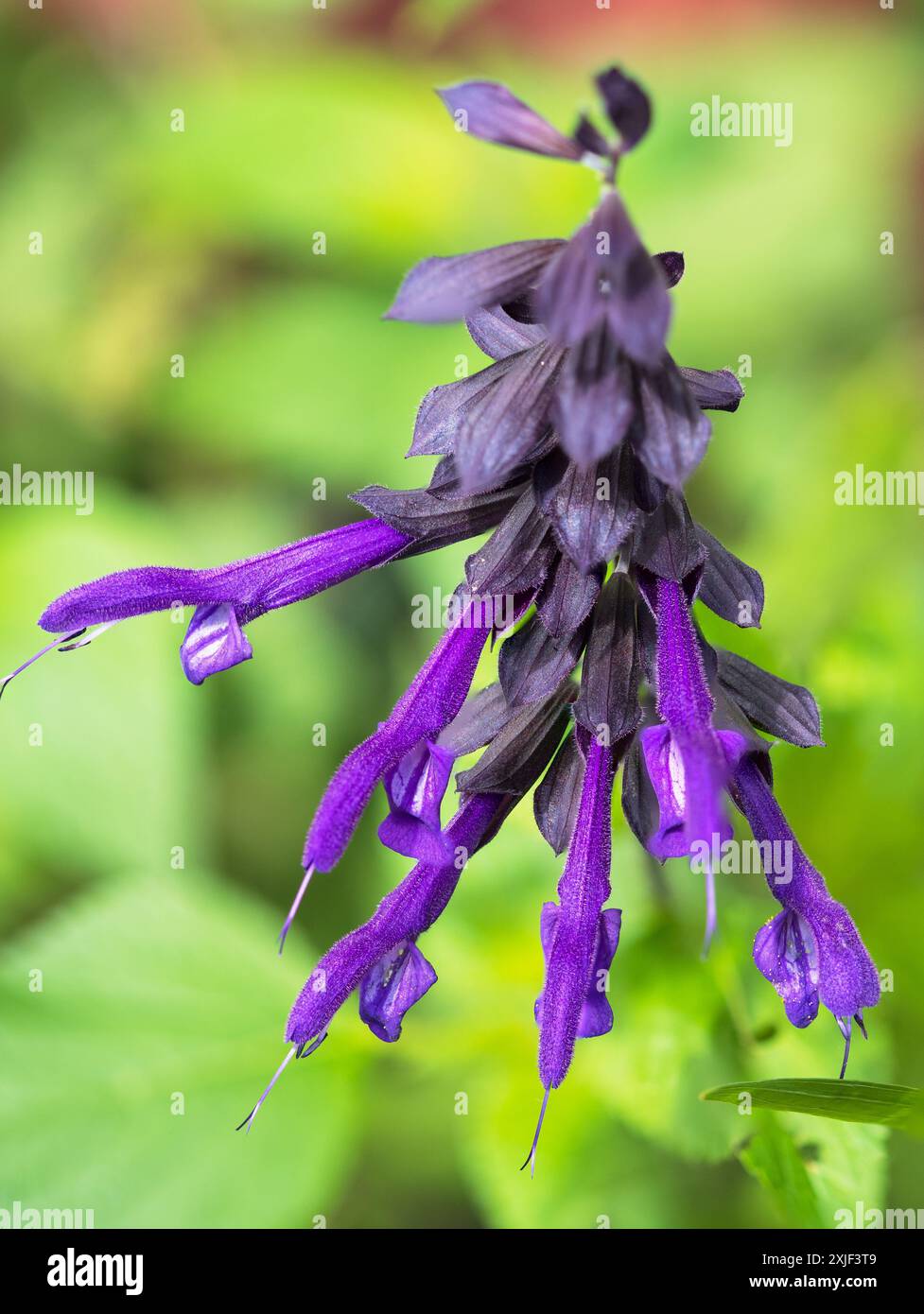 Flower spike and purple bluw tubular flowers of the half hardy ...