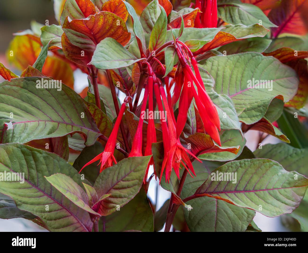 Fuchsia fuchsia triphylla hi-res stock photography and images - Alamy