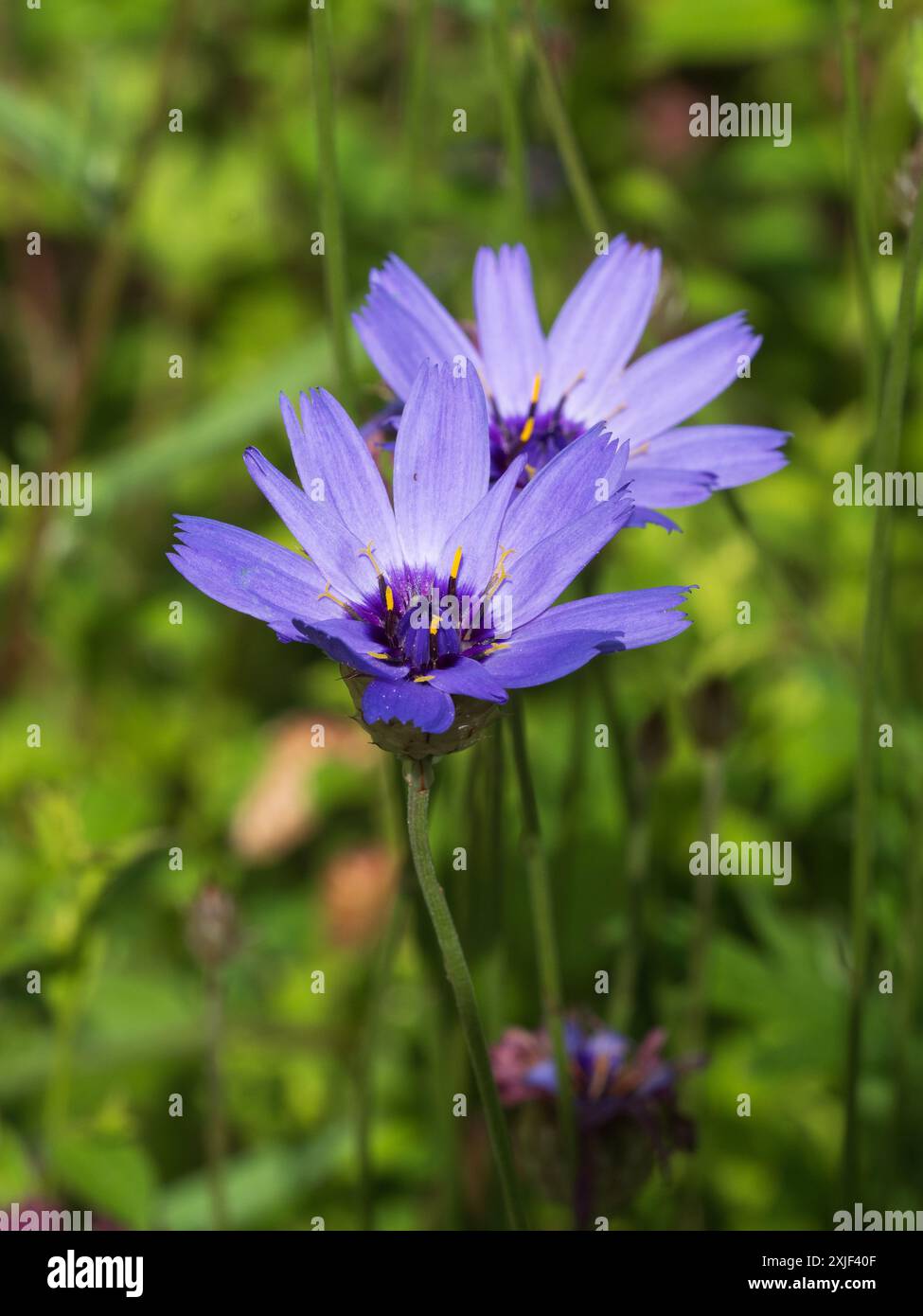 Papery blue flowers of the hardy biennial / short lived perennial Cupid ...