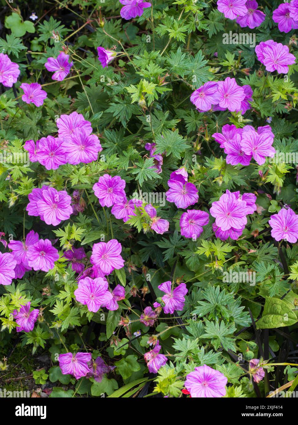 Pink summer flowers of the lng blooming hardy perennial bloody cranesbill, Geranium sanguineum ...