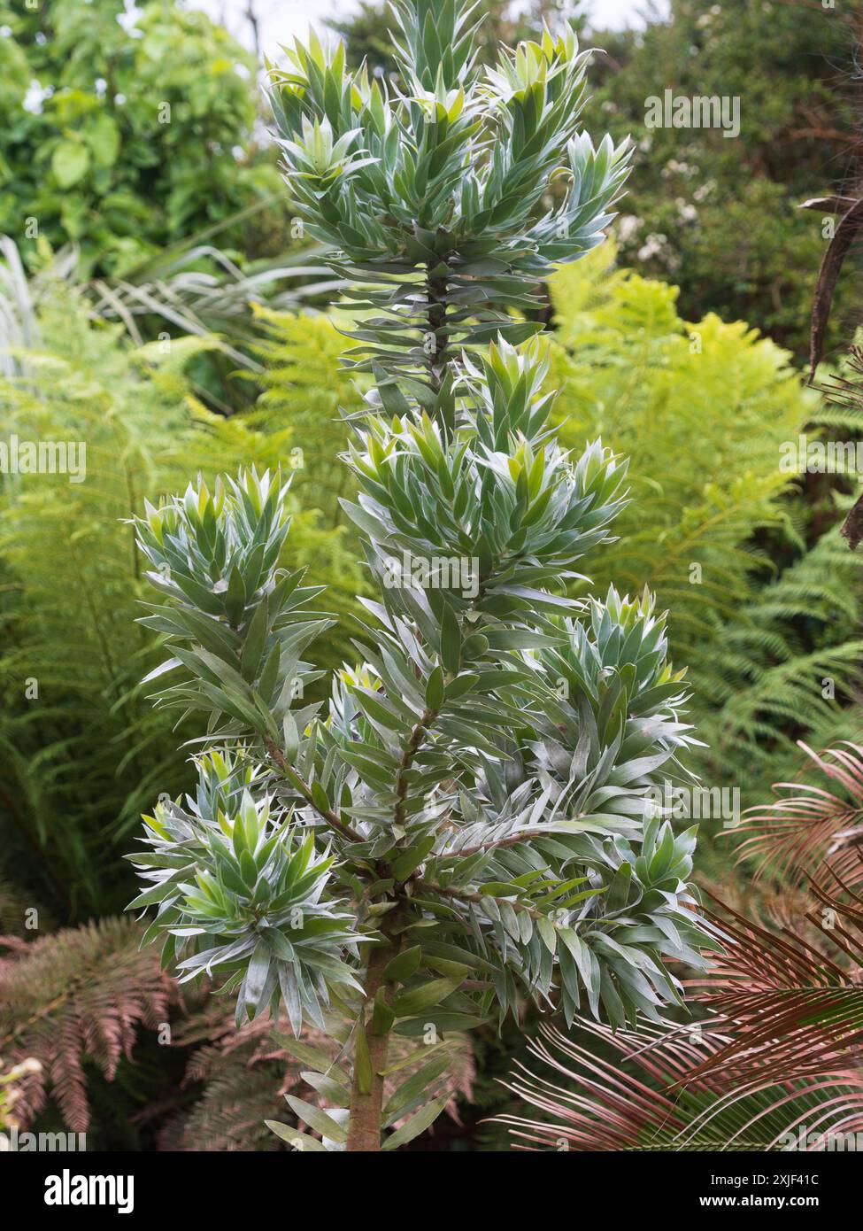 Silver tree cape hi-res stock photography and images - Alamy