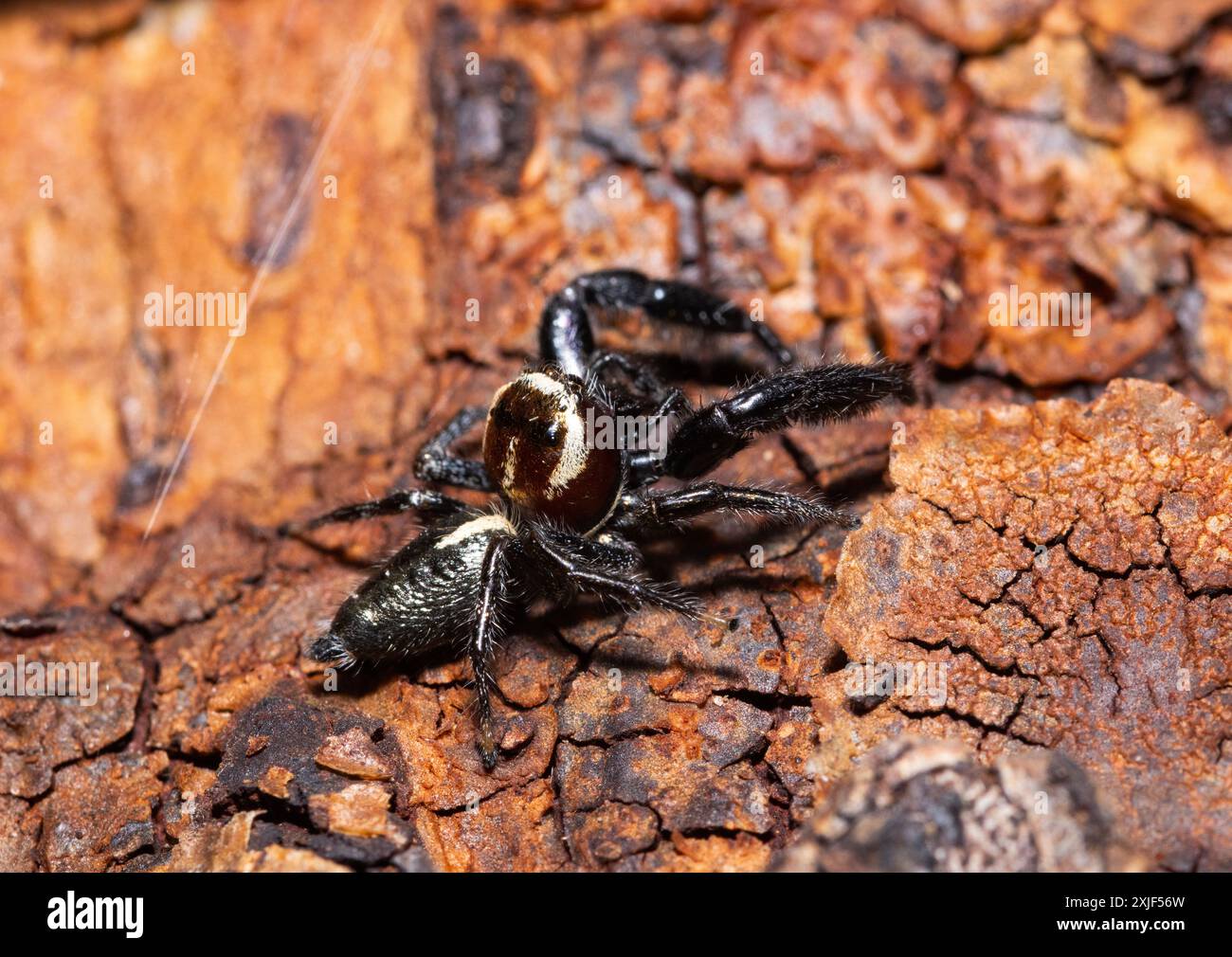 Portia spp hi-res stock photography and images - Alamy