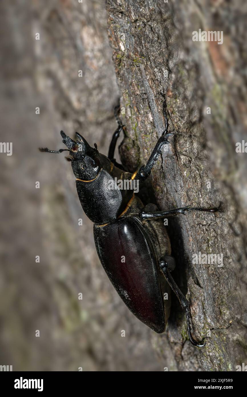 European stag beetle - Lucanus cervus, beautiful large iconic beetle ...