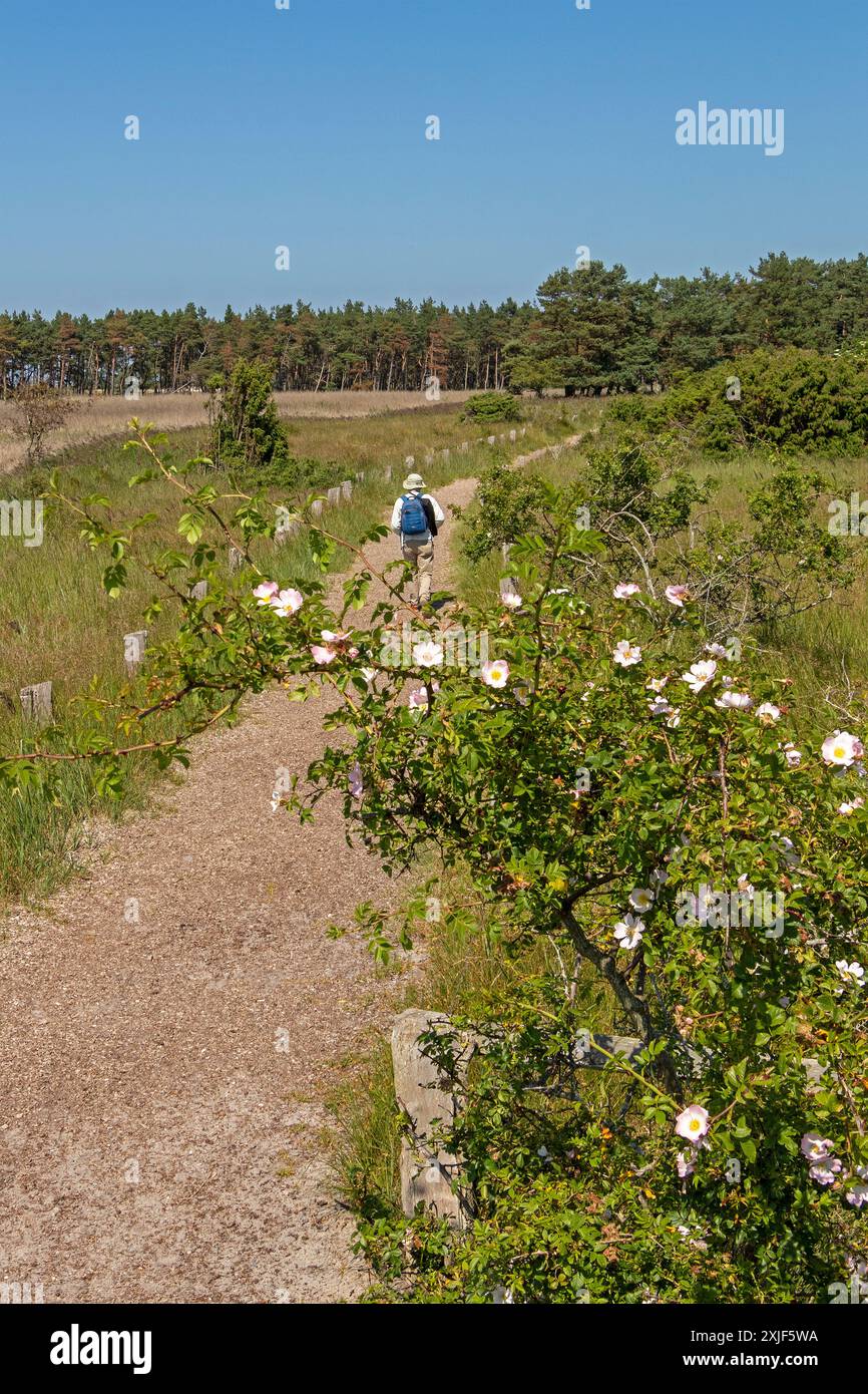Thicket dog roses hi-res stock photography and images - Alamy