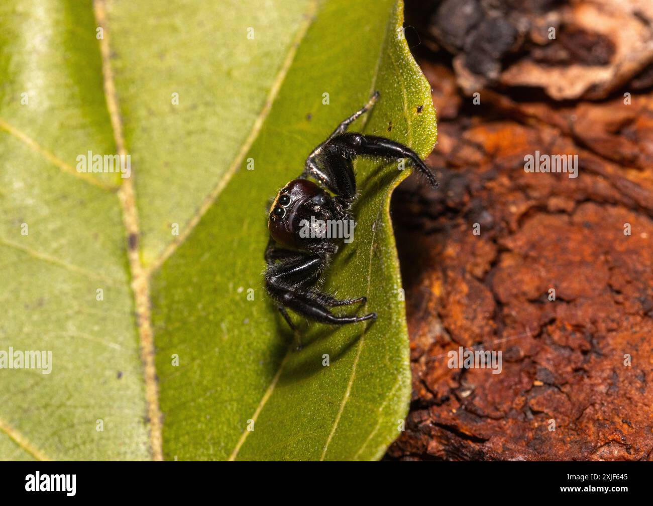 A free ranging spider that hunts by stalking prey, the Common Jumping ...