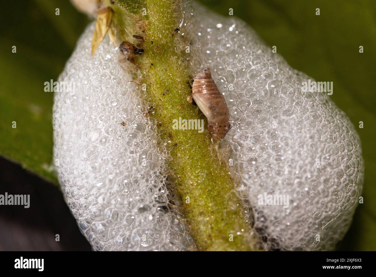 A Spittle Bug creates a mass of foam called Cuckoo Spit to hide from ...