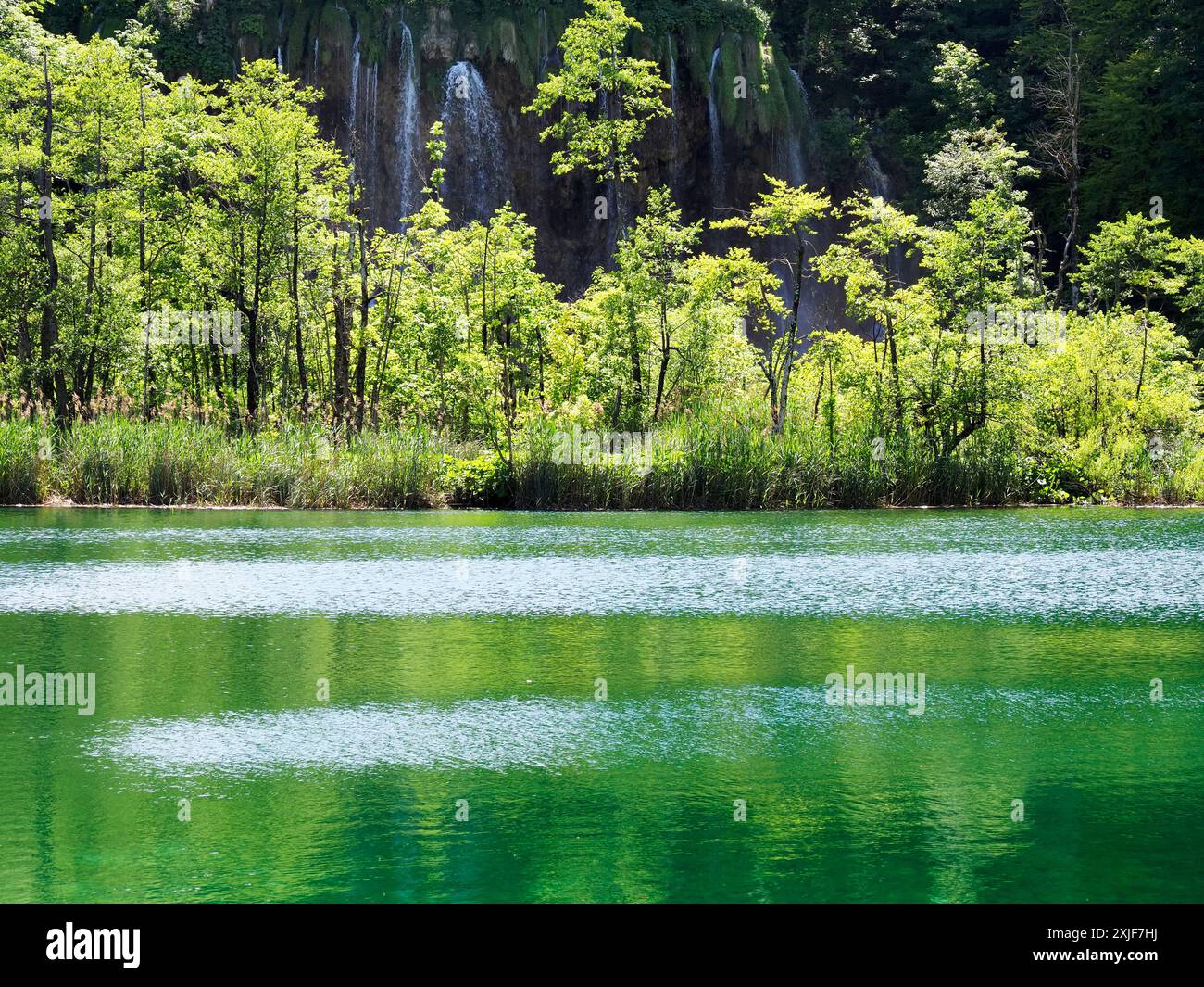 Reflections backlit green leaves hi-res stock photography and images ...