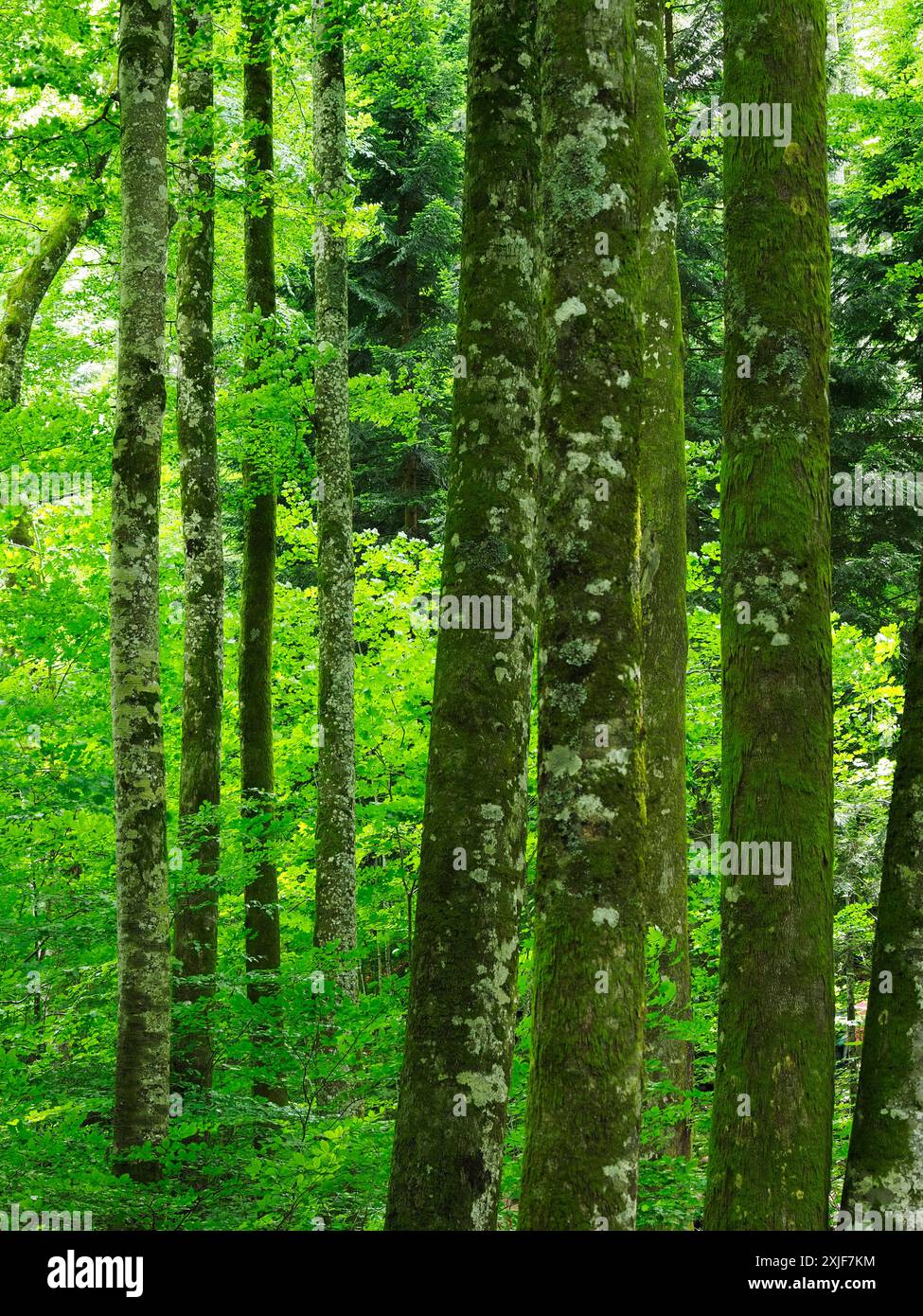 Beech Forest in the Upper Lakes area in Plitvice Lakes National Park ...