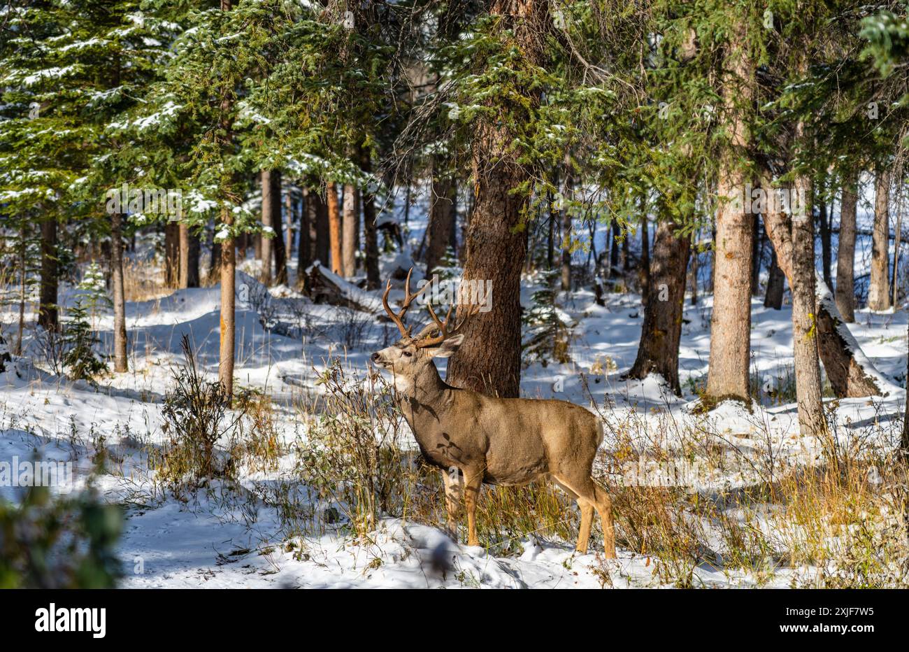 Wild mule deer foraging in a snowy forest in winter Stock Photo - Alamy