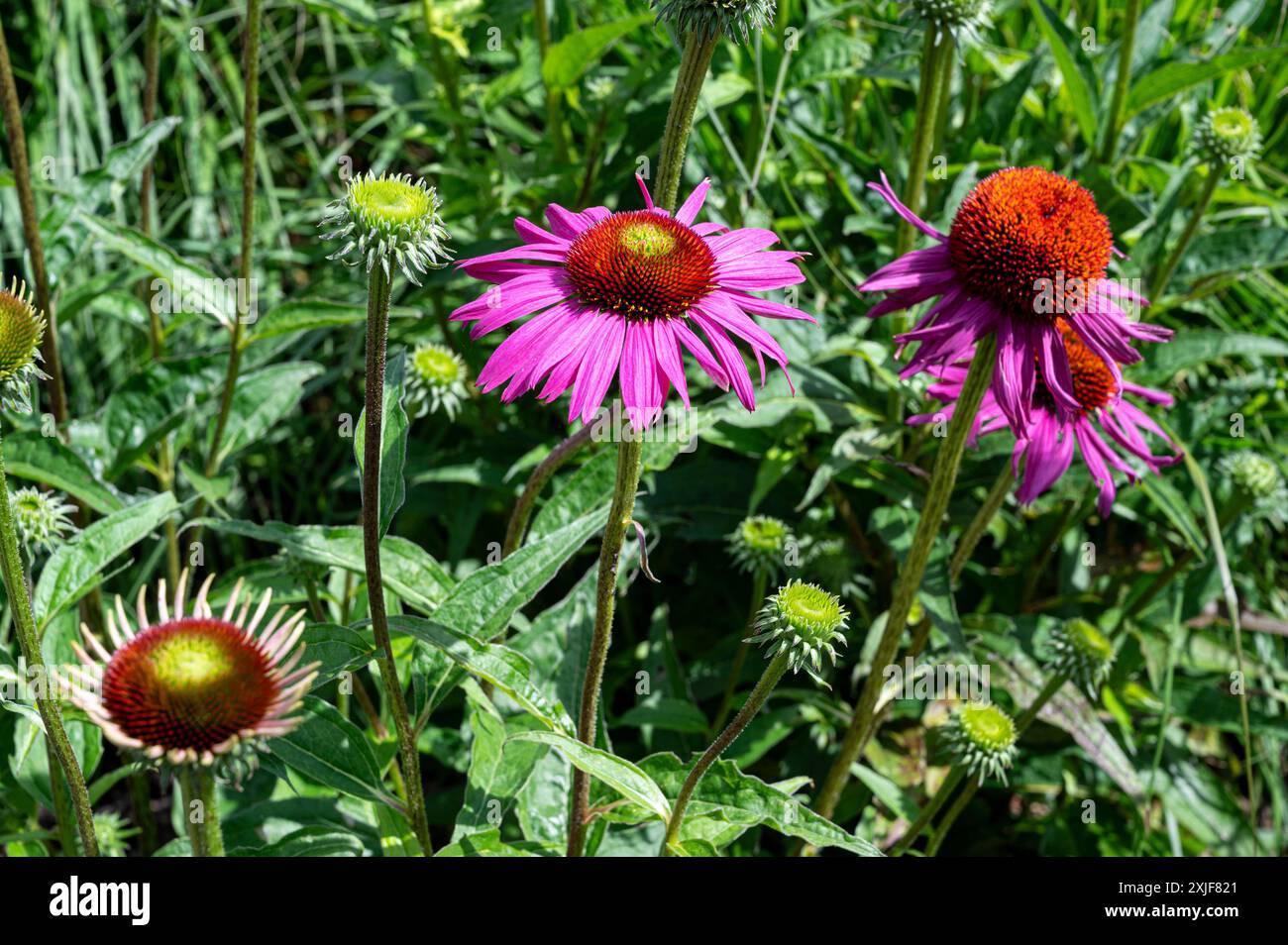 Echinacea Purpurea Rubinstern. Purple coneflower Asteraceae Stock Photo ...