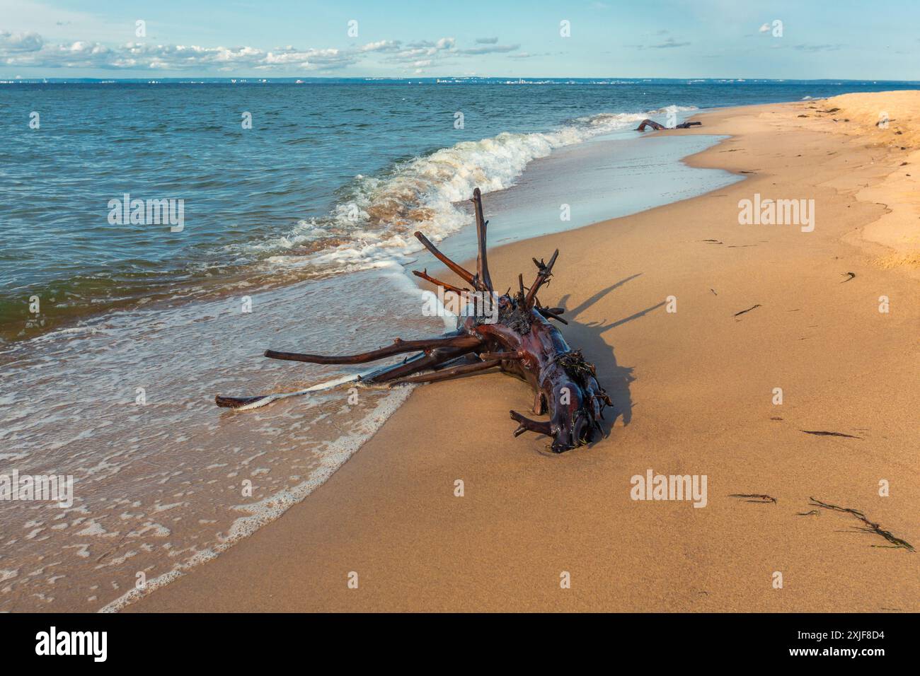 An old tree trunk discarded on the seashore. Wet picturesque wood lying ...
