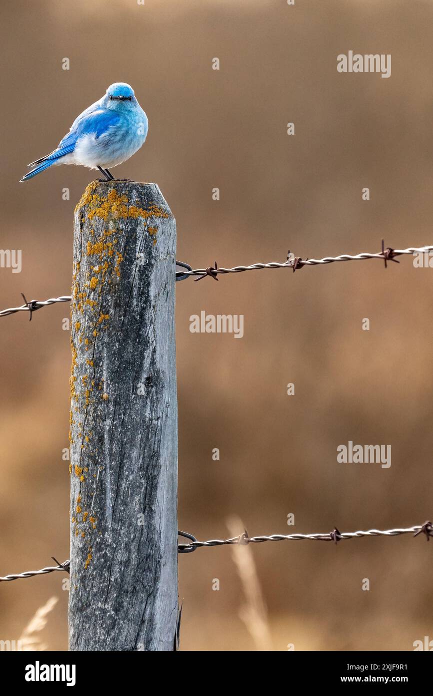 Mountain bluebird standing on a barbed wire fence post covered in moss ...